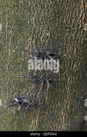 Honey locust tree close up shot Stock Photo - Alamy