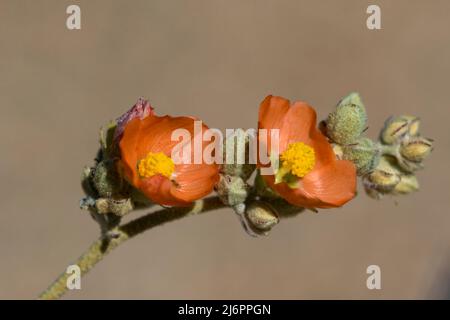 Desert Globemallow (Sphaeralcea ambigua) blooms near Black Canyon City ...