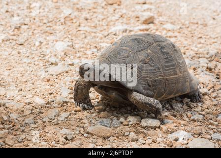 Turkish Tortoise (Testudo graeca Stock Photo - Alamy
