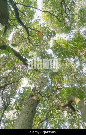 Photo shoot from bottom to top of the under tree of a forest in spring ...