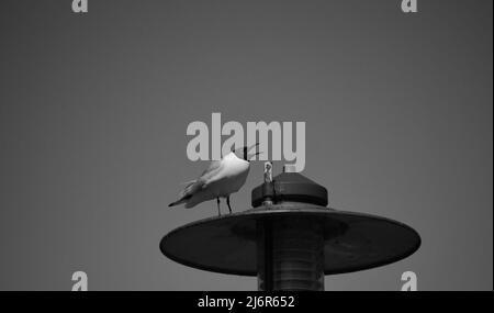 Seagull landed on the lantern Stock Photo - Alamy