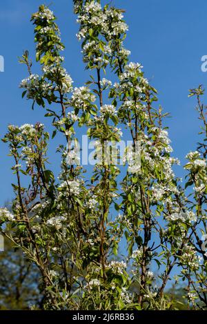 CONFERENCE PEAR TREE IN BLOSSOM IN SPRING. UK Stock Photo - Alamy