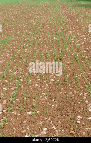 Spring barley at post emergence (hordeum vulgare) growing in a field ...