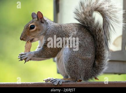 A garden squirrel nibbles on a peanut Stock Photo - Alamy