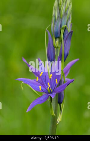 Common camas (Camassia quamash), Simpson Park, Albany, Oregon Stock ...