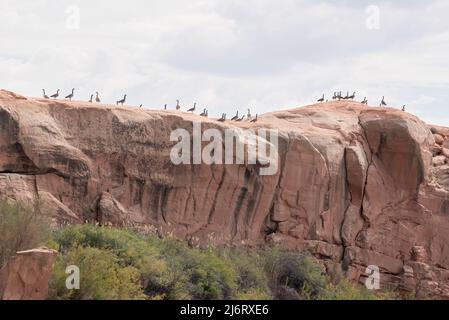 Canada geese, Labyrinth Canyon, Utah Stock Photo - Alamy