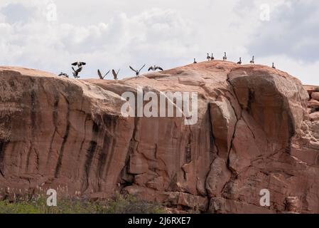 Canada geese, Labyrinth Canyon, Utah Stock Photo - Alamy