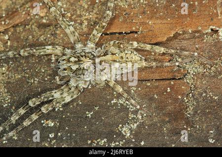 Sand dune wolf spider (Anoteropsis litoralis Stock Photo - Alamy