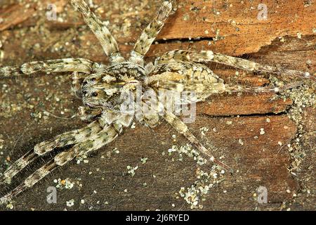 Sand dune wolf spider (Anoteropsis litoralis Stock Photo - Alamy
