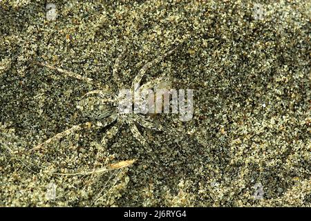 Sand dune wolf spider (Anoteropsis litoralis Stock Photo - Alamy