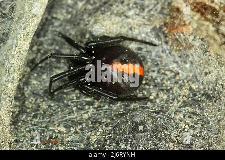 New Zealand's only endemic poisonous spider Latrodectus katipo Stock ...