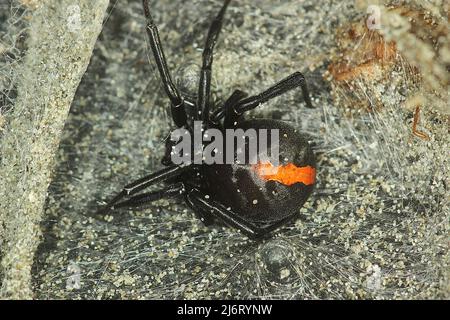 New Zealand's only endemic poisonous spider Latrodectus katipo Stock ...