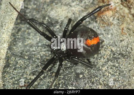 New Zealand's only endemic poisonous spider Latrodectus katipo Stock ...