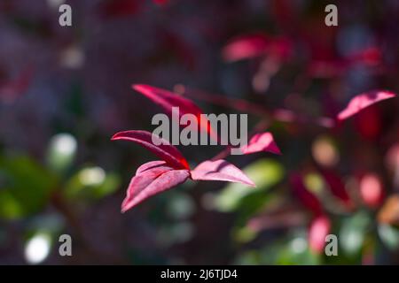 Red leaves of the Ternstroemia gymnanthera also known as Cleyera ...
