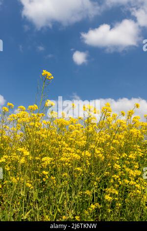 Canola flowers plants or Rapeseed flora tree in garden park forest ...