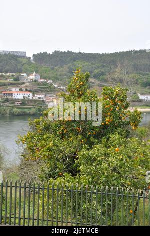 Orange tree near the Douro in Portugal Stock Photo - Alamy