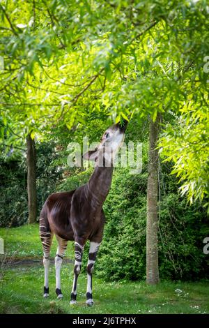 Beautiful Okapi standing (okapia johnstoni Stock Photo - Alamy