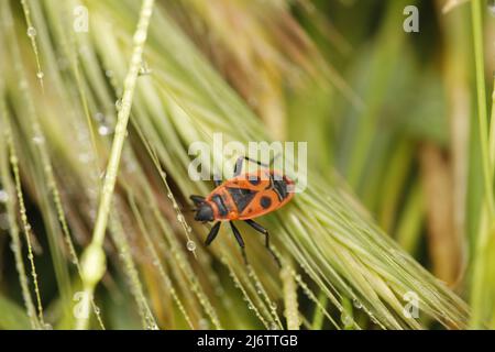 Red bug with black spots, which looks like a facial mask Stock Photo ...
