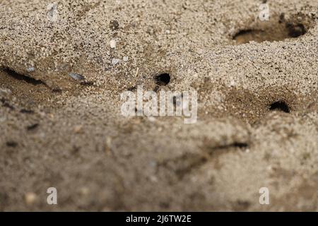 Ants building nes in the soil Stock Photo - Alamy