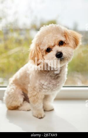 A portrait of beige Maltipoo puppy sitting on the windowsill against ...