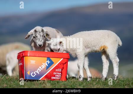 Sheep eating a high energy feed block in winter to help maintain their ...