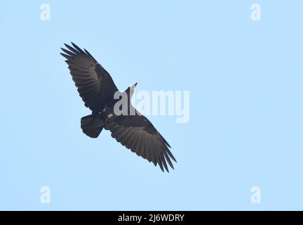 Fan-tailed raven (Corvus rhipidurus) in flight, diving through the air ...