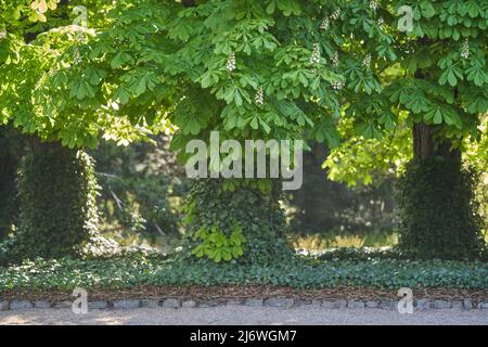 Old horse chestnut trees in the spring Wroclaw Botanical gardens Stock ...