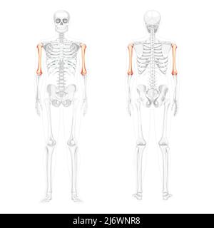Skeleton Humerus arm Human front back view with two arm poses with ...