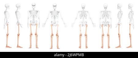 Skeleton Thighs and legs lower limb Human front back view with two arm ...