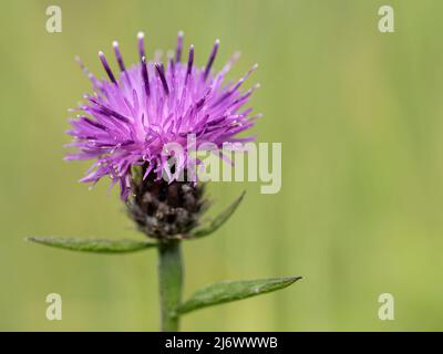 Centaurea nigra is a species of flowering plant in the family ...