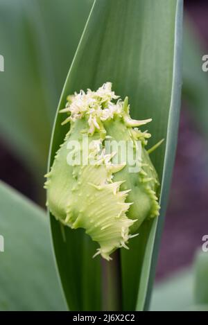 Tulip 'Barbados' in bud Stock Photo - Alamy