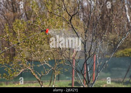 Spring treatments of trees with pesticides, pest control Stock Photo ...