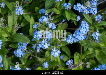 forget me nots a symbol of true love and respect Stock Photo - Alamy
