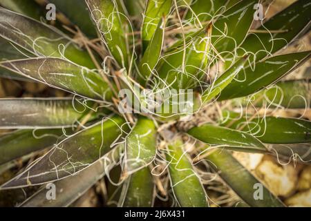 Macro natural plant portrait of Agave Filifera showing structure and ...