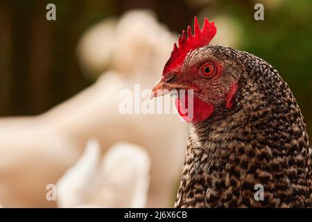 portrait of a single brown spotted chicken outdoors in the green Stock ...