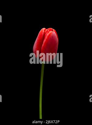 Macro image of black tulips isolated on white Stock Photo - Alamy