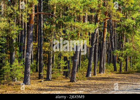 Autumn panorama of mixed forest thicket with colorful tree leaves ...