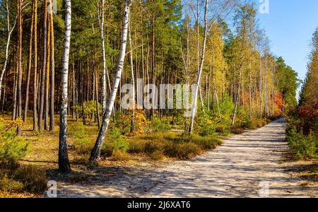 Autumn panorama of mixed forest thicket with colorful tree leaves ...