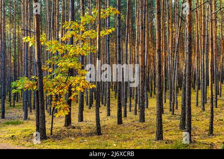 Autumn panorama of mixed forest thicket with colorful tree leaves ...