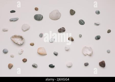 Sea shells pattern on white background. Summer concept. Flat lay, top ...