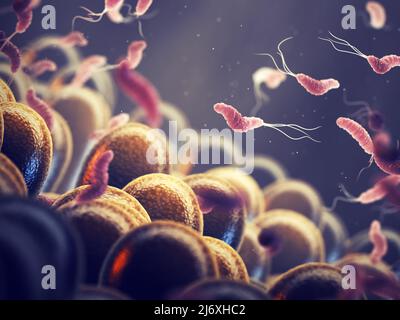 Helicobacter Pylori is a gastrointestinal bacterium that can affect the ...