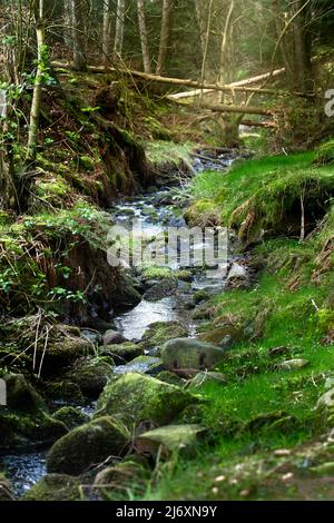 A wooden bridge across small forest stream in Scotland Stock Photo - Alamy