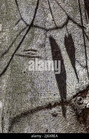 Marcescent Leaves on American Beech, Fagus grandifolia, tree in April ...