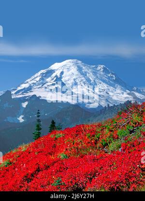 Huckleberry fields beneath Mt. Rainier in Mt. Rainier National Park ...