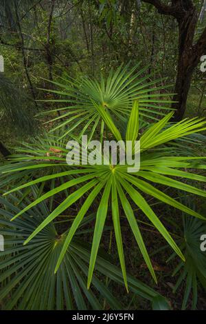 PALMS (CABBAGE-TREE, LIVISTONA AUSTRALIS) GROWING IN RAINFOREST AREA ...