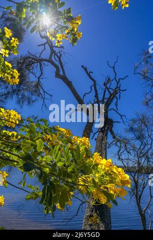 Easter Cassia (Senna pendula glabrata) Plantae Stock Photo - Alamy
