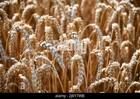 harvest of wheat almost finished Stock Photo - Alamy