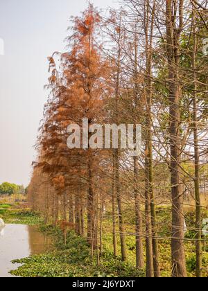 Sunny view of a rural farm at Zhuhai, China Stock Photo - Alamy