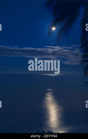 Moon Night Reflection Palm Trees Pier Blue Water Moorea Tahiti French ...