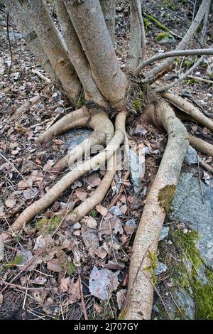 Exposed tree roots in forest Stock Photo - Alamy
